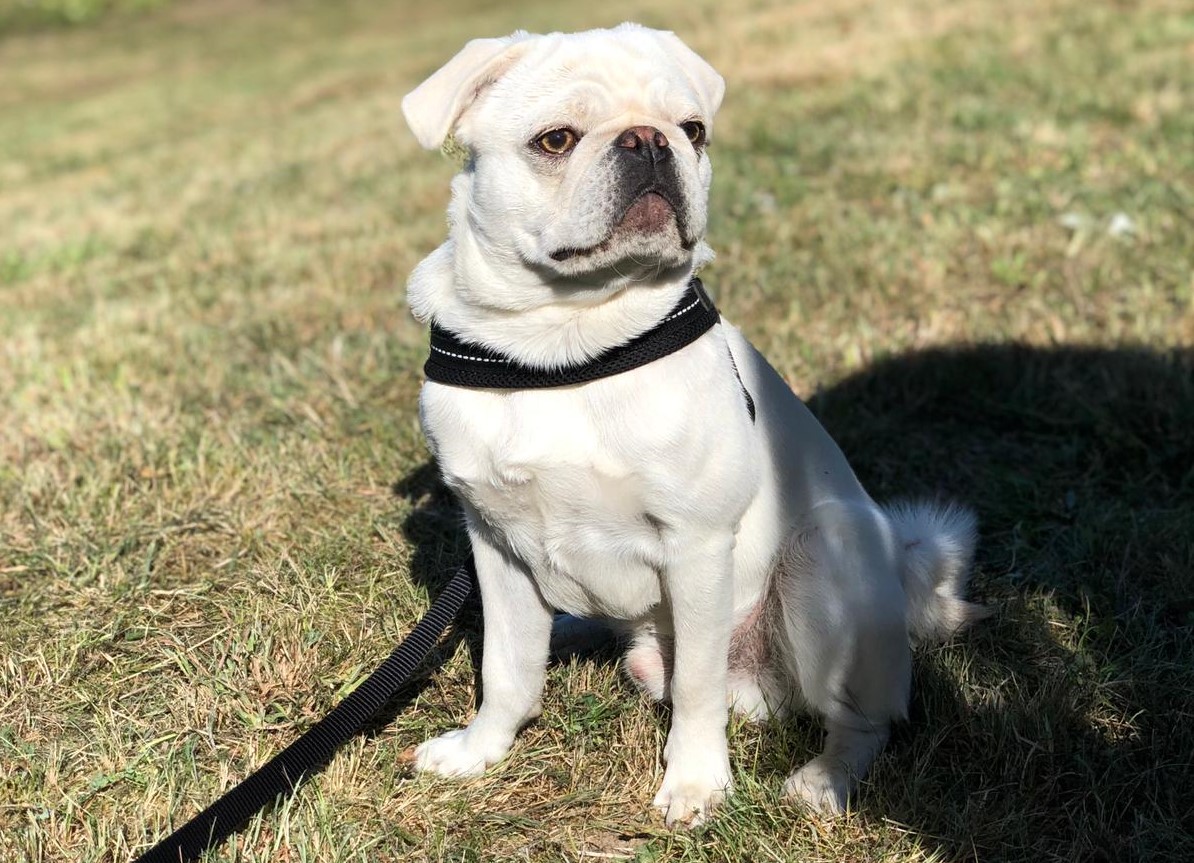 Pug | Dog Breed Information | Pawshake Blog